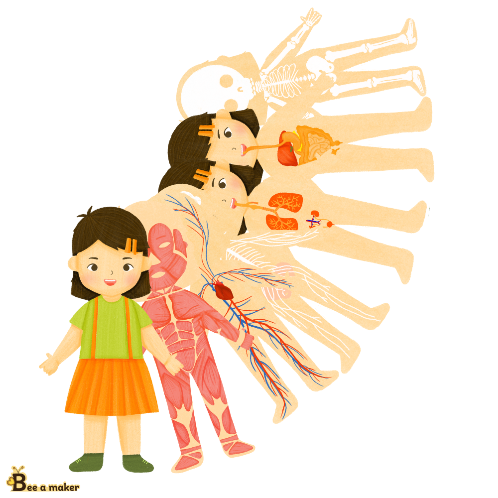 Human body Systems activity- pdf - bee.a.maker