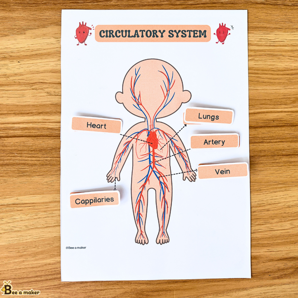 Heart anatomy and circulatory system printable pdf - bee.a.maker
