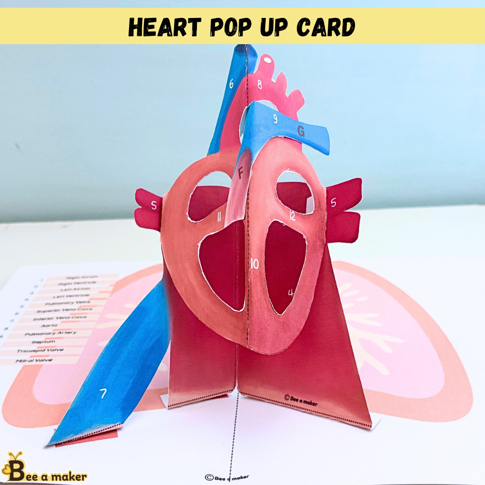 Printable 3D Pop-Up Human Heart Model – DIY Educational Anatomy Craft ...