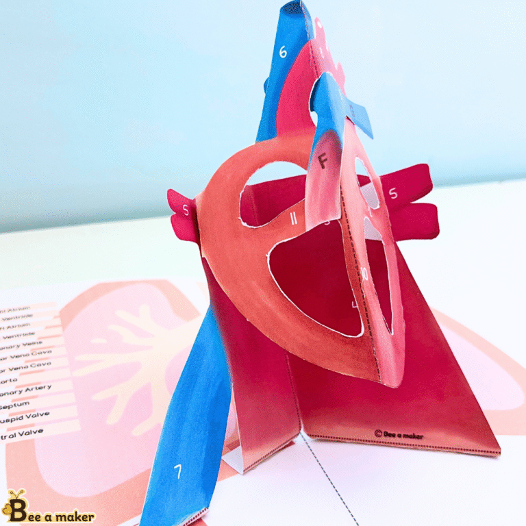 Printable 3D Pop-Up Human Heart Model – DIY Educational Anatomy Craft ...
